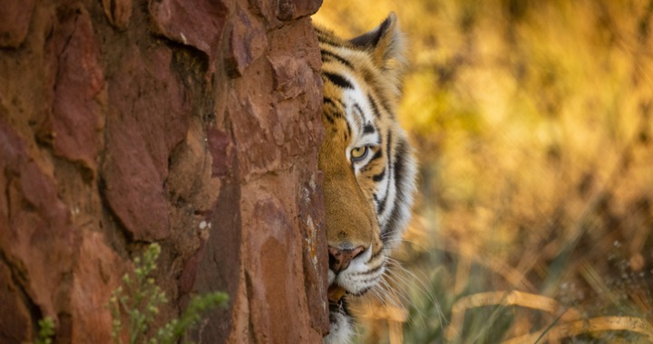 2024 emerging risks radar