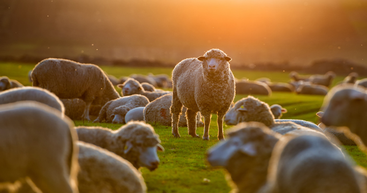 Sheep farmers trim insurance amid falling prices